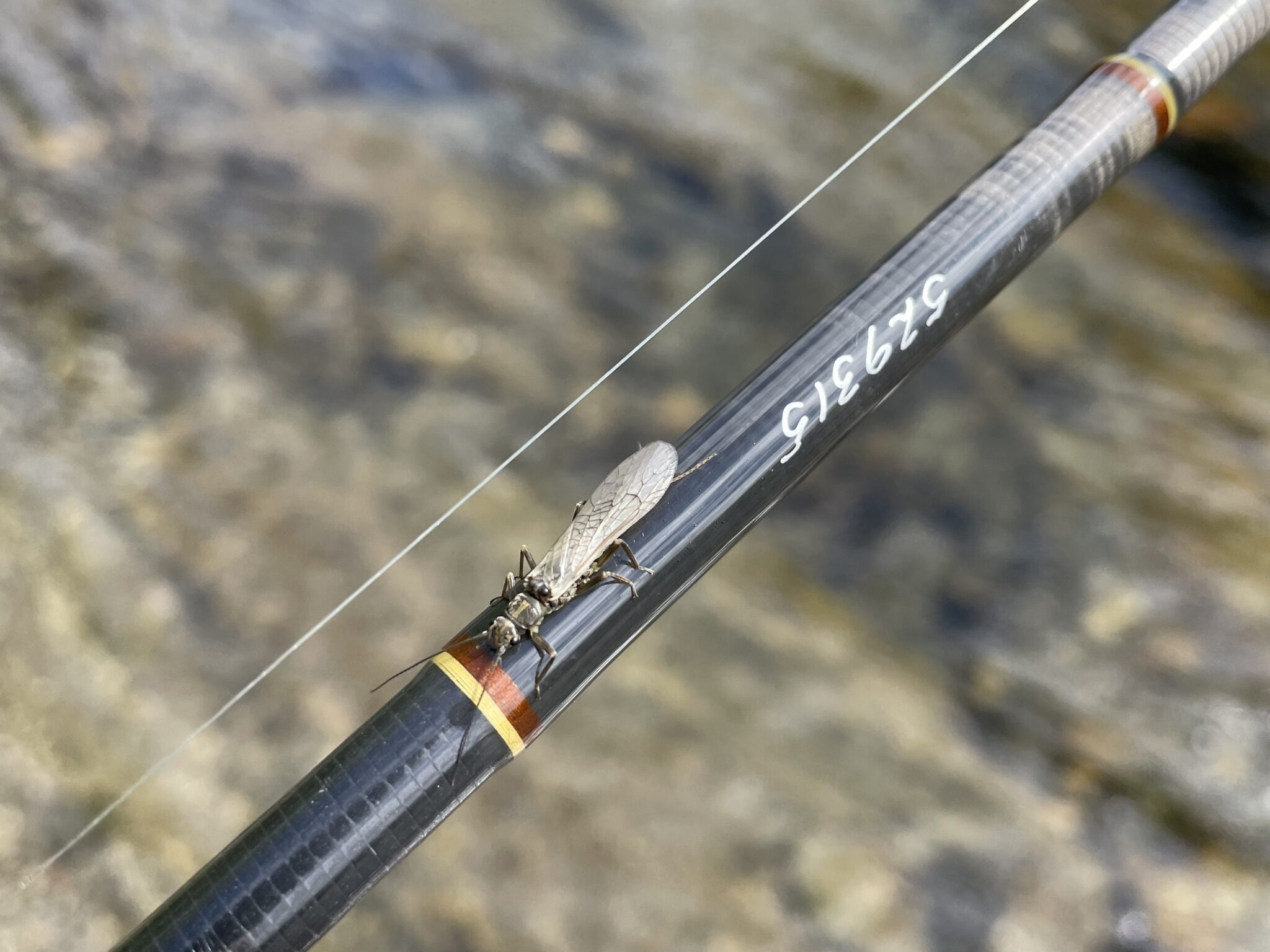 World-class white spotted char fishing. » Fieldscope. guide service