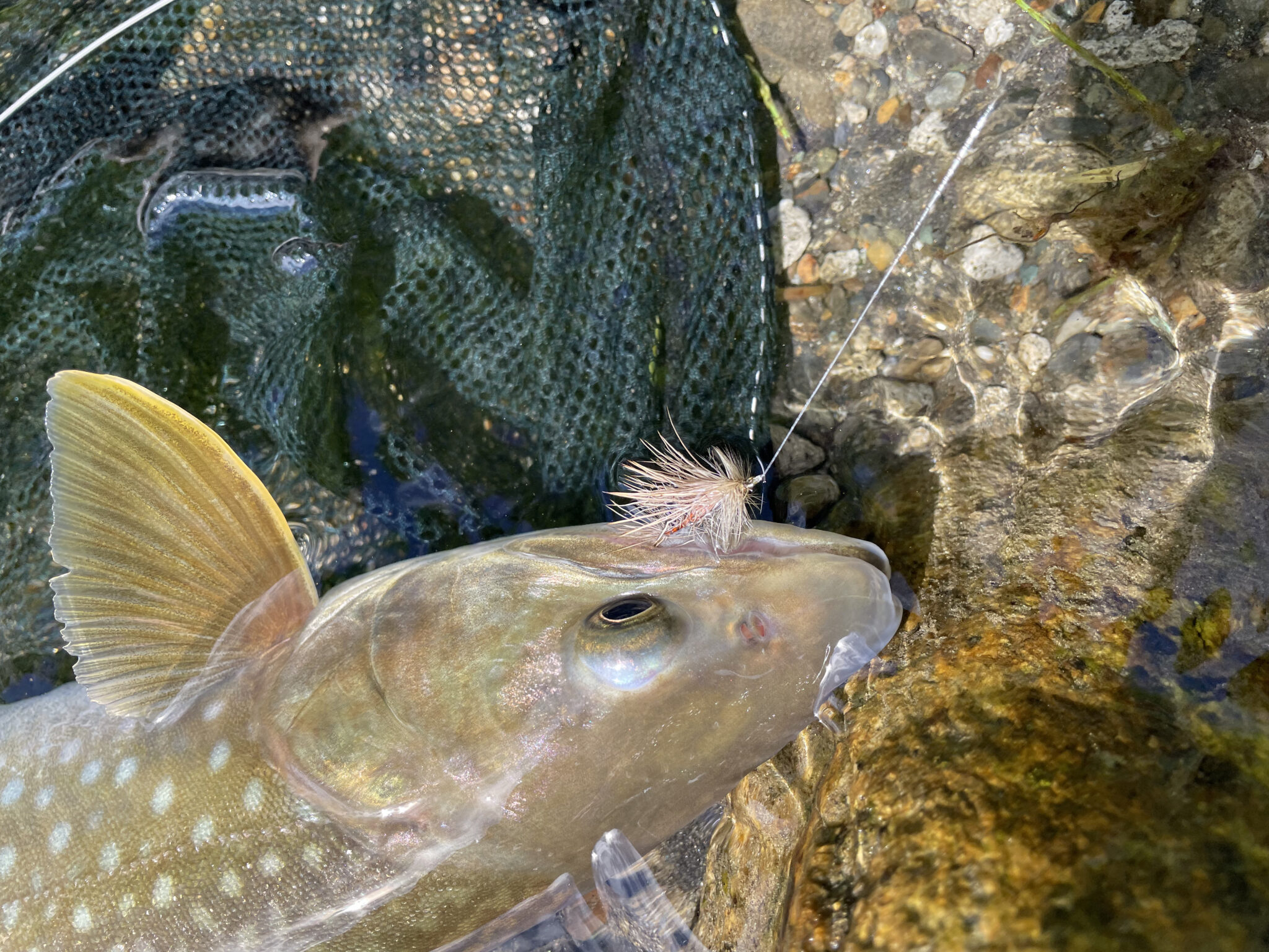 World-class white spotted char fishing. » Fieldscope. guide service